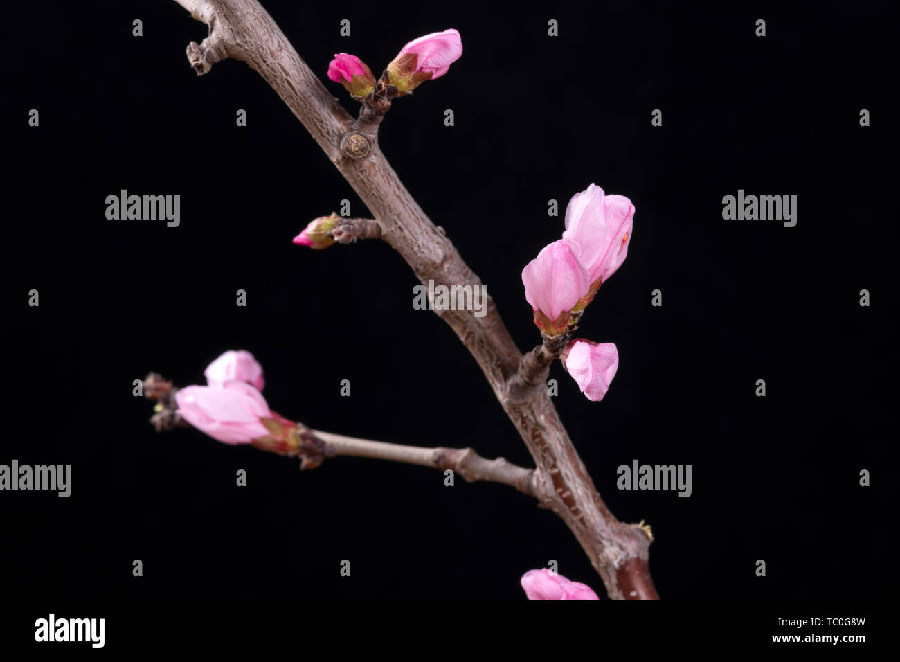 Peach tree branch Stock Photo - Alamy