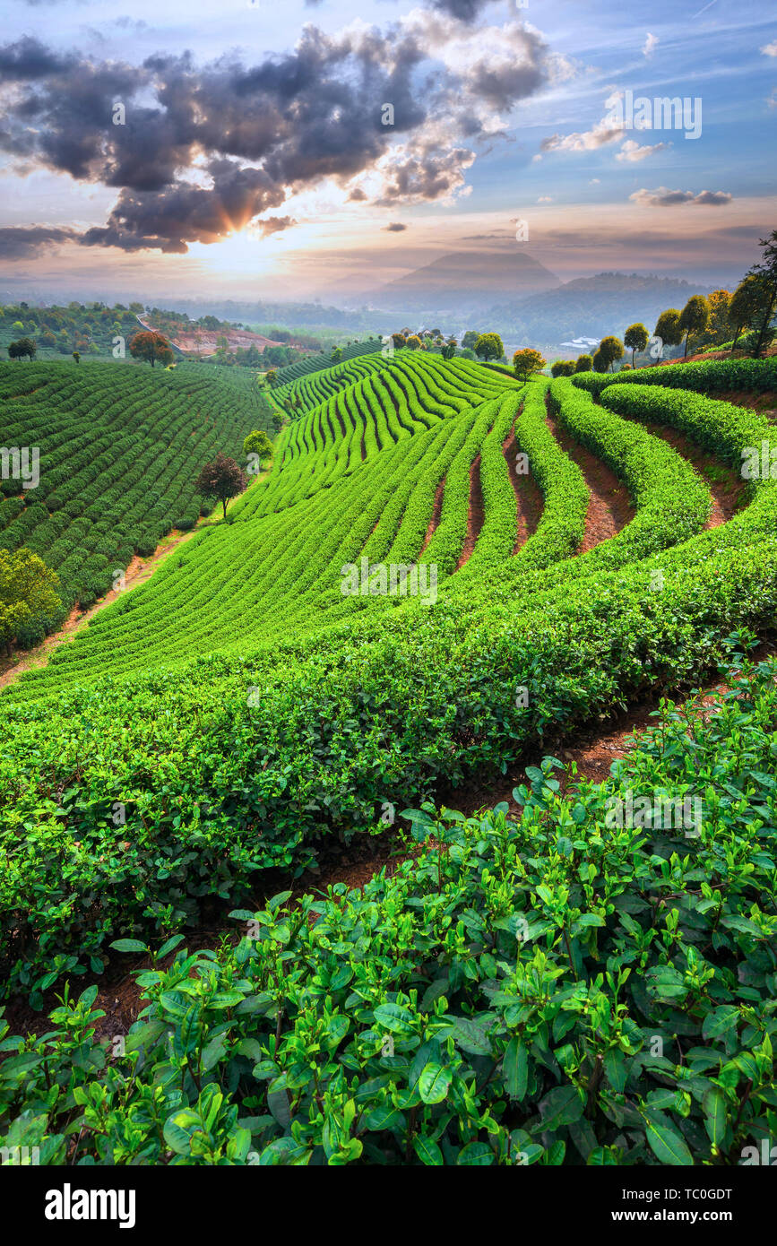 Tea Plantations undersky Stock Photo - Alamy
