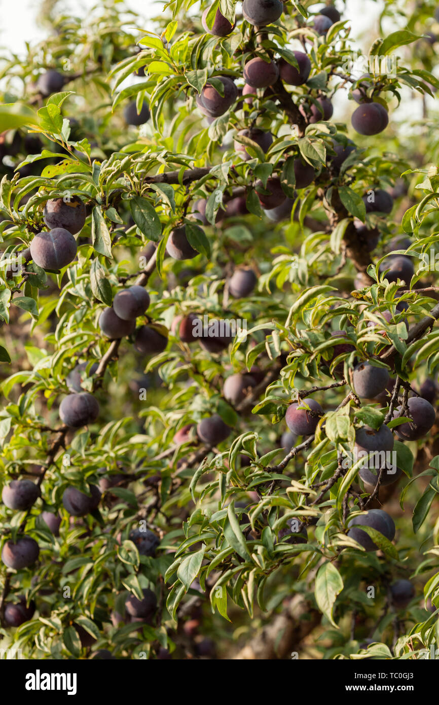 Black pudding fruit tree Stock Photo - Alamy