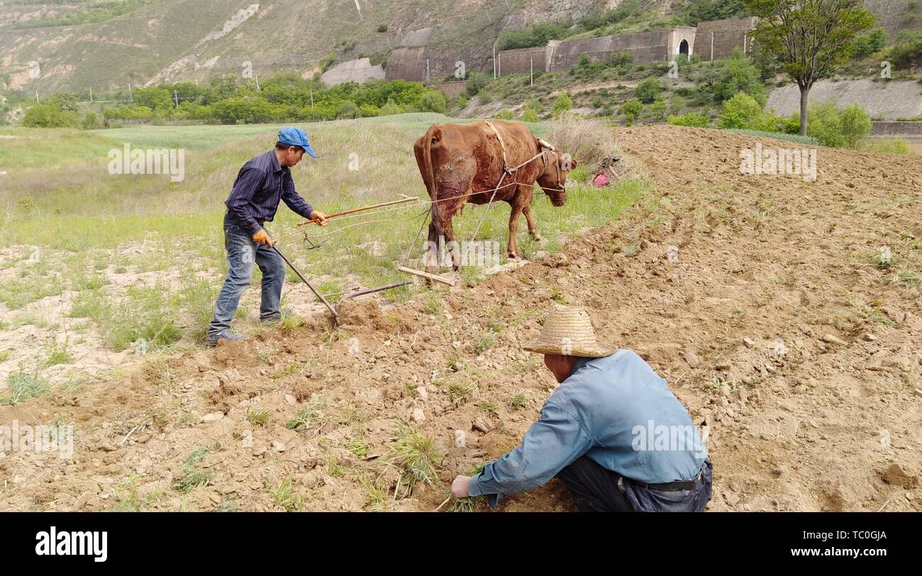 Tianshui, Gansu Province, farmers catch up to plow cattle and plow the ...