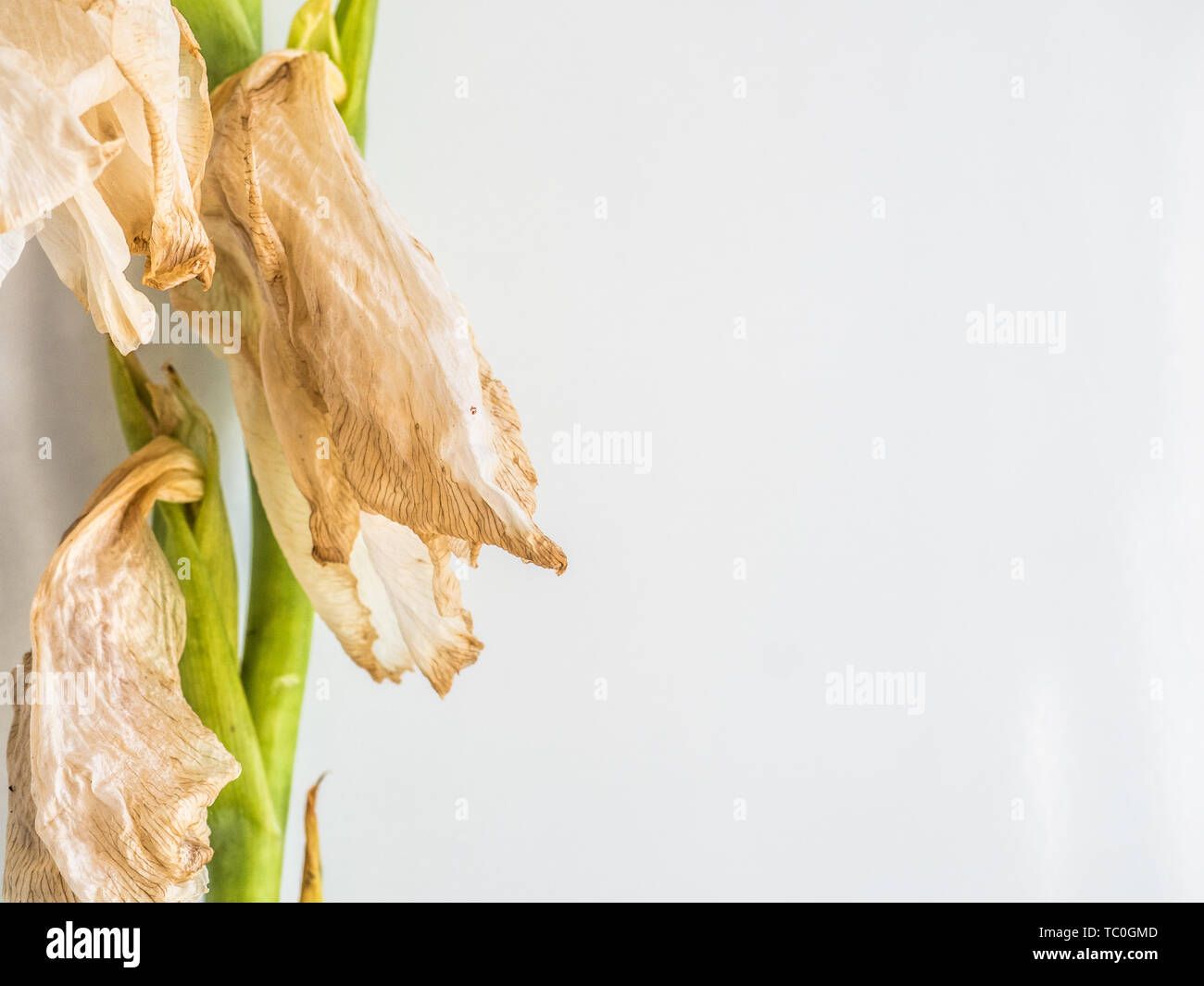 White withered flower on white background Stock Photo - Alamy