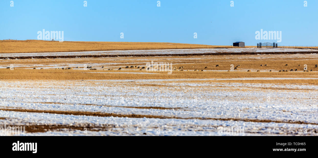 Hailar prairie tribe Stock Photo - Alamy