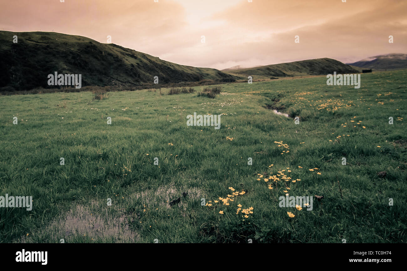 Plateau flower sea, Omutang flower sea Stock Photo - Alamy