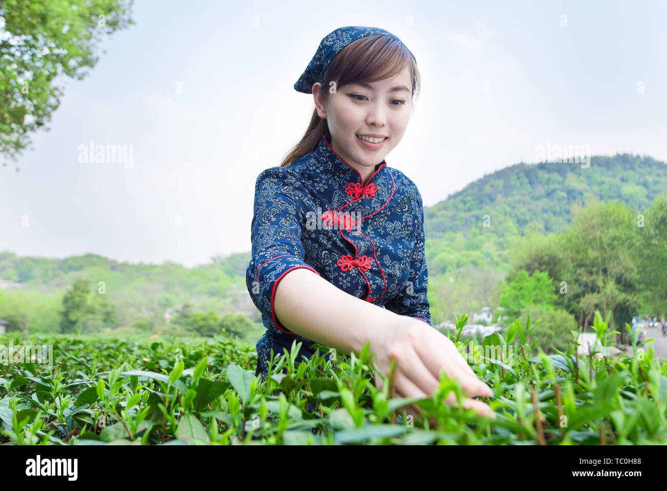 beautiful Asian girl working in green tea plantation Stock Photo - Alamy