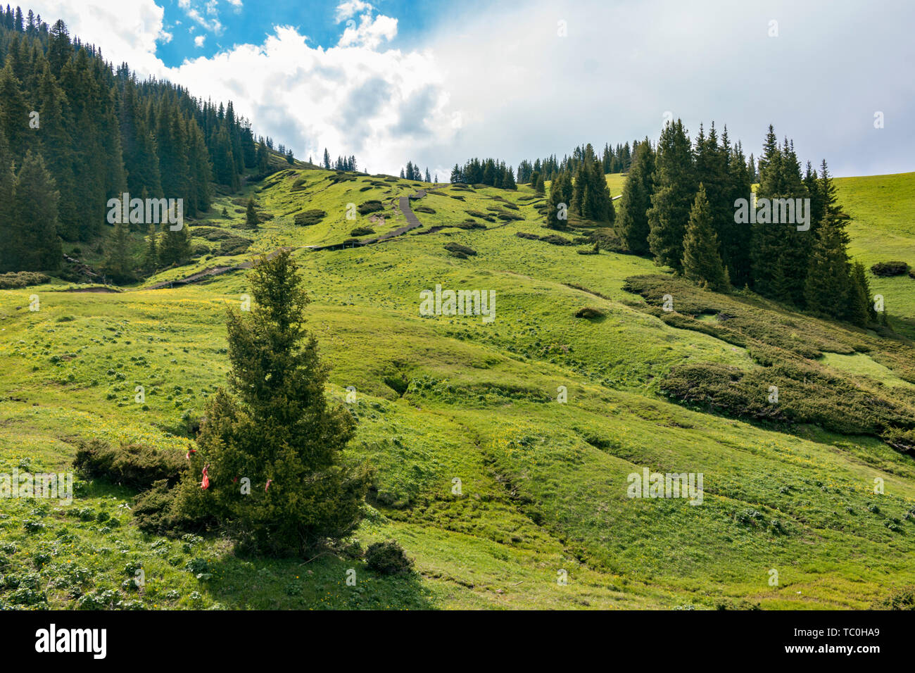 Prairie pasture among pine forests Stock Photo - Alamy