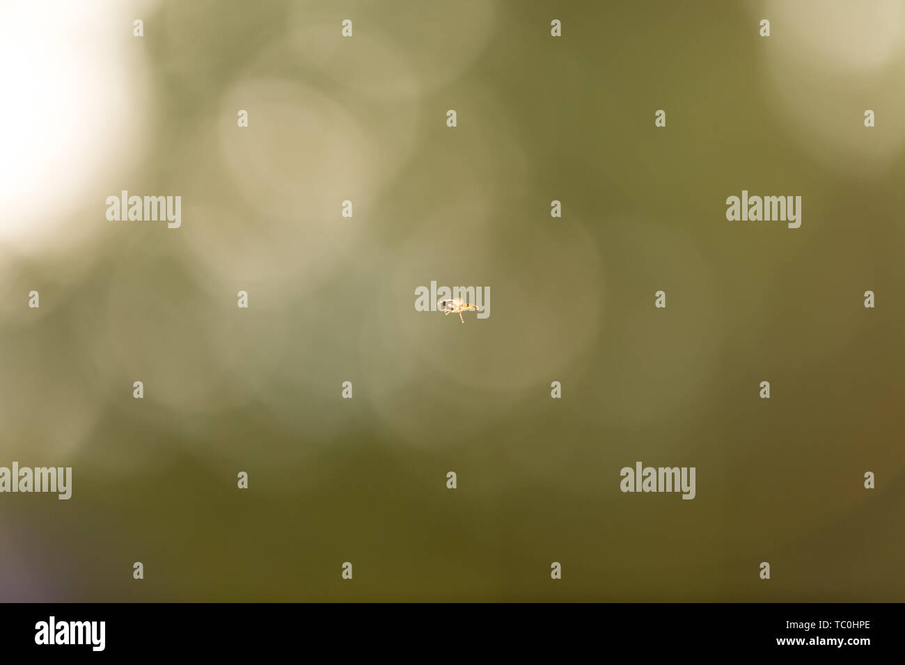 Flying aphid flies Stock Photo - Alamy