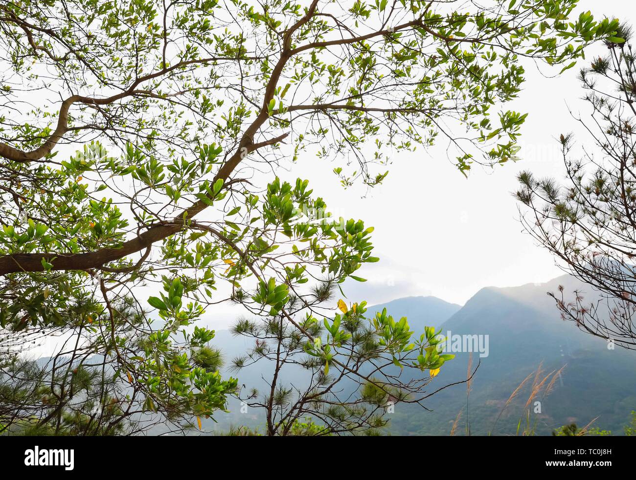 Forest, green plants, tourism scenery Stock Photo - Alamy