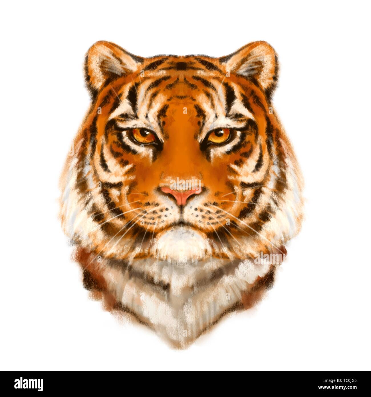 Drawing realistic illustration tiger Cut Out Stock Images & Pictures ...