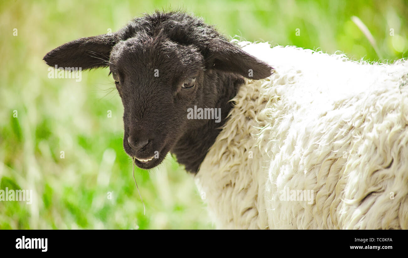 Cute little sheep Stock Photo - Alamy