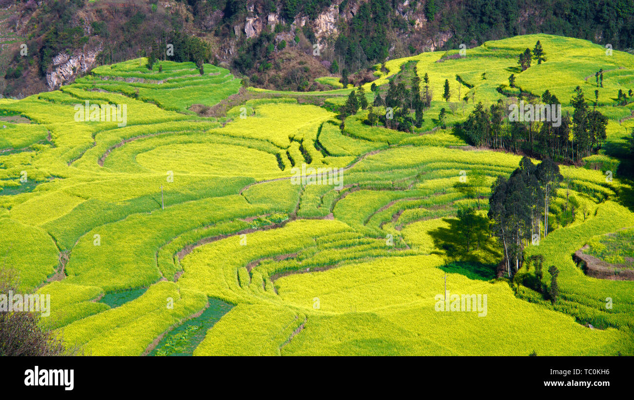 Map of Luoping rapeseed screws field Stock Photo - Alamy