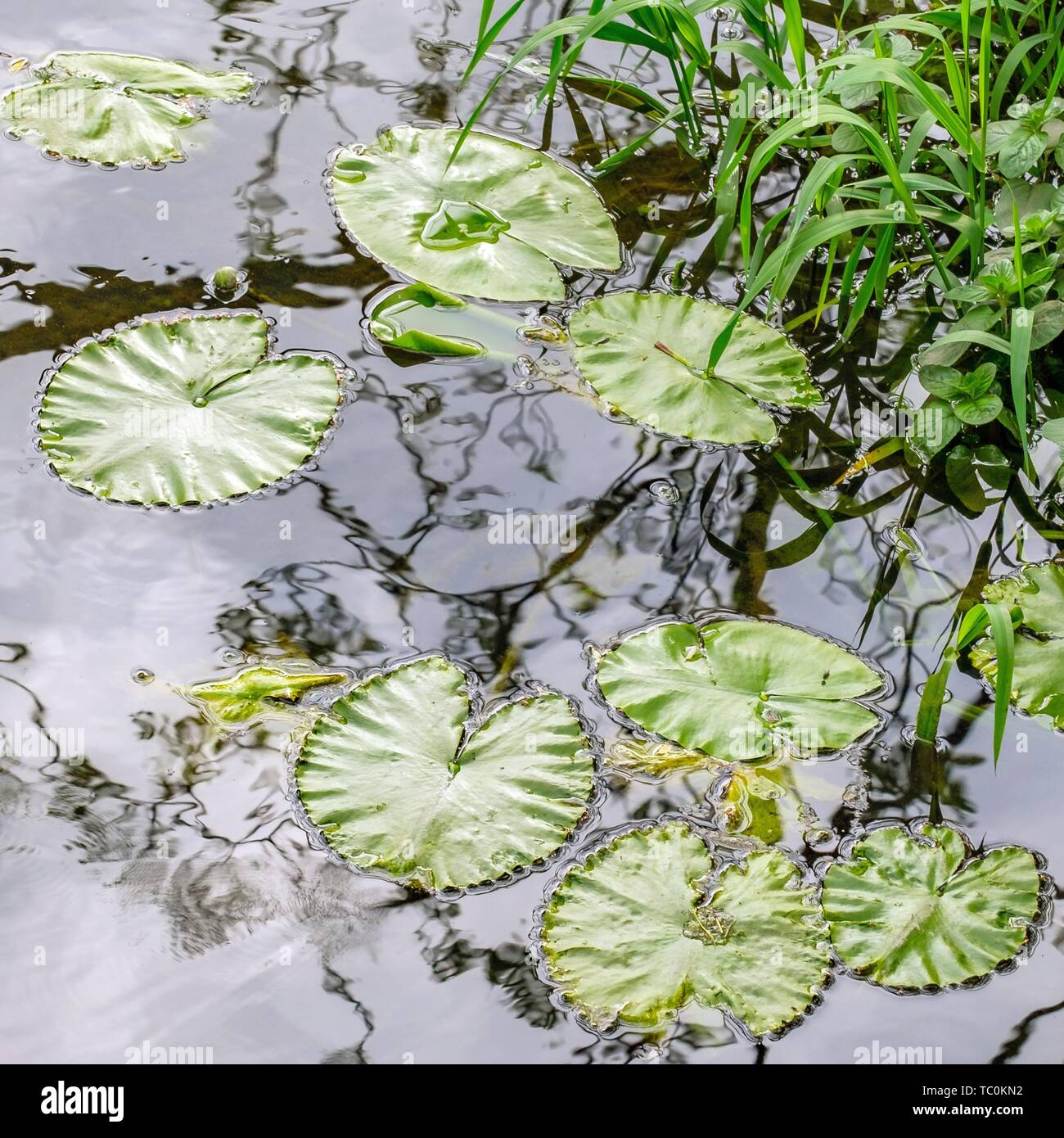 water lily in a stream Stock Photo - Alamy