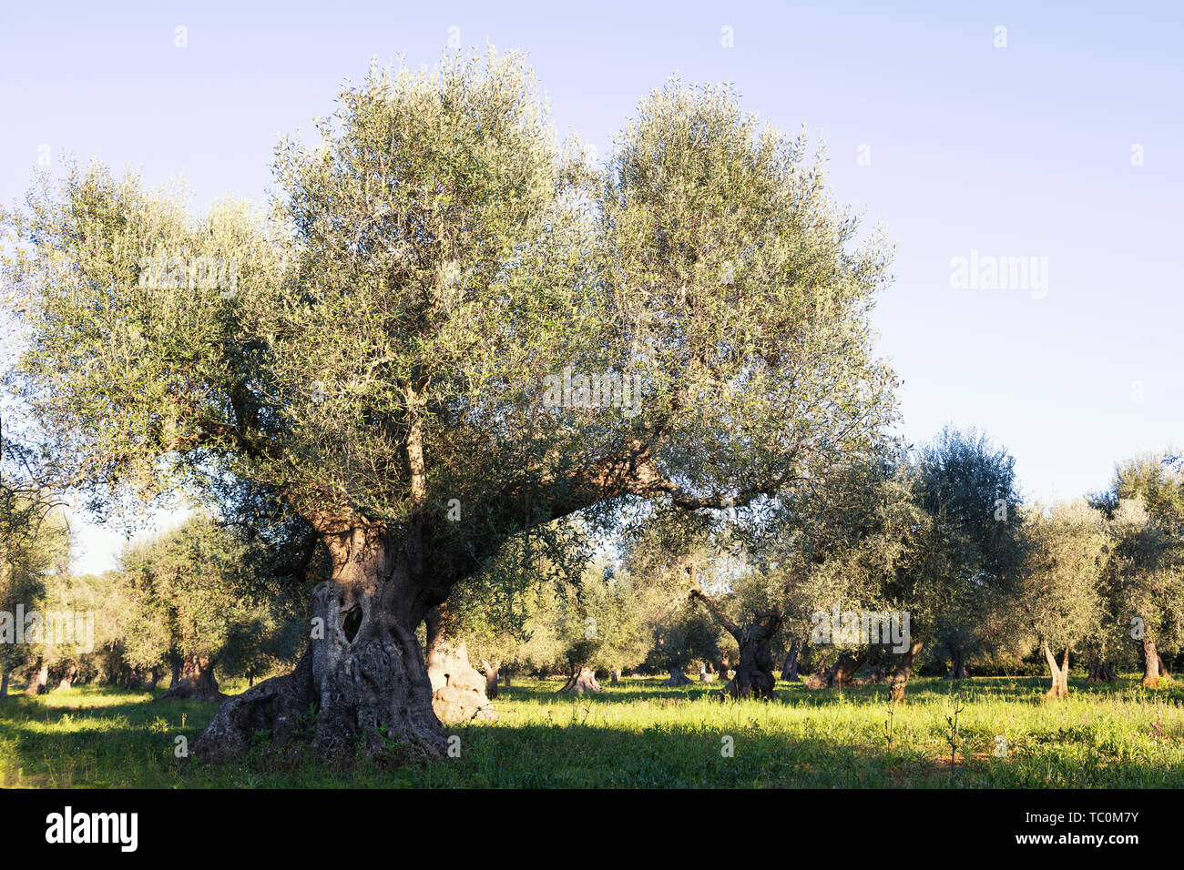 Italy, Puglia region, south of the country. Traditional plantation of ...