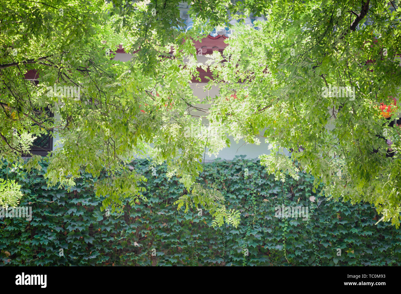 Blood vines hi-res stock photography and images - Alamy
