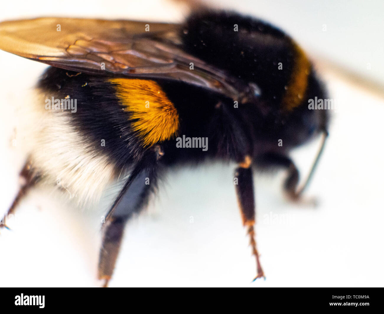 Single bee pictured from above, selective focus Stock Photo - Alamy