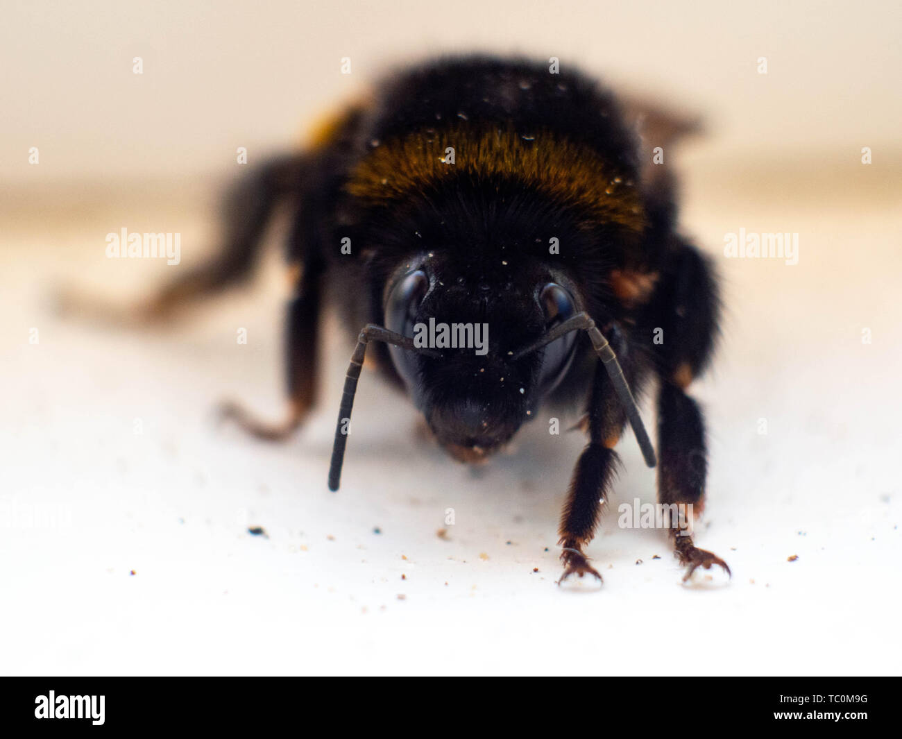 Single bee pictured from above, selective focus Stock Photo - Alamy