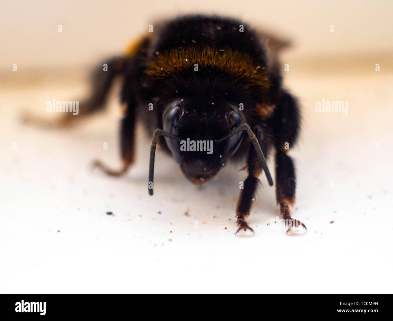 Single bee pictured from above, selective focus Stock Photo - Alamy
