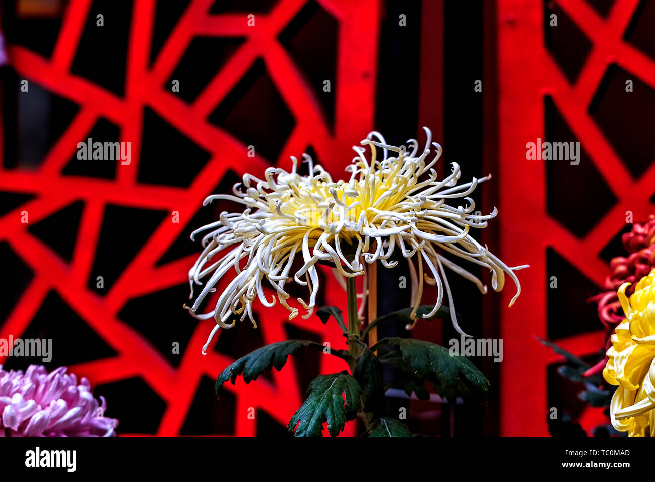 Game chrysanthemum hi-res stock photography and images - Alamy