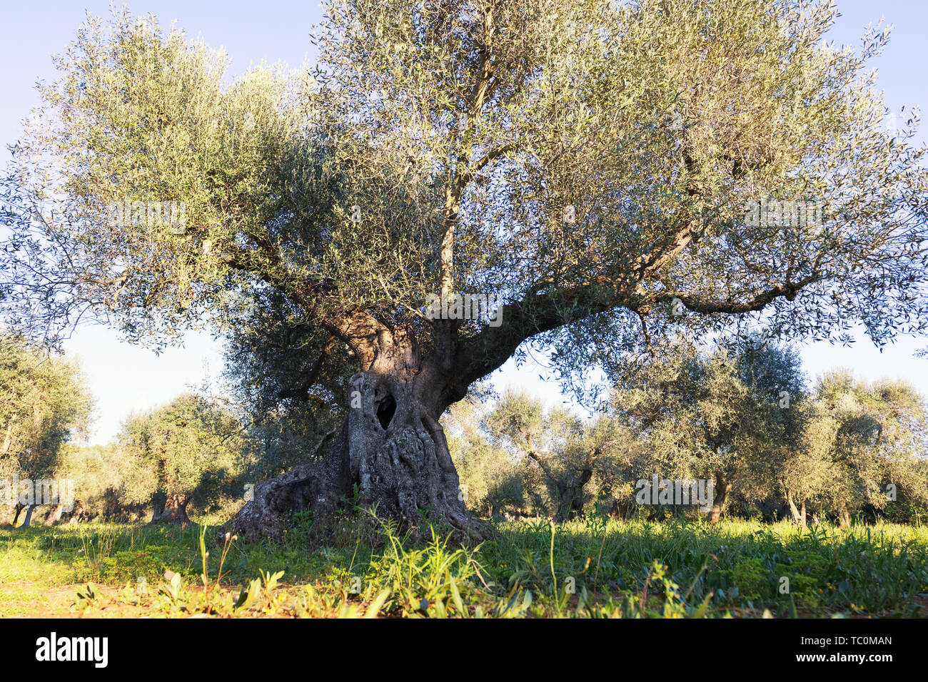 Italy, Puglia region, south of the country. Traditional plantation of ...