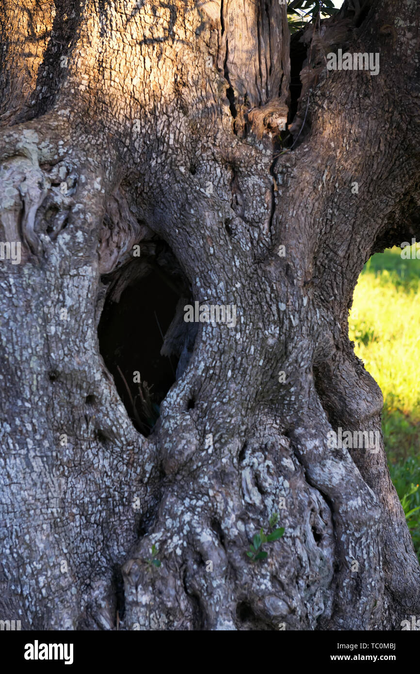 Grooved Tree Bark Texture High Resolution Stock Photography and Images ...