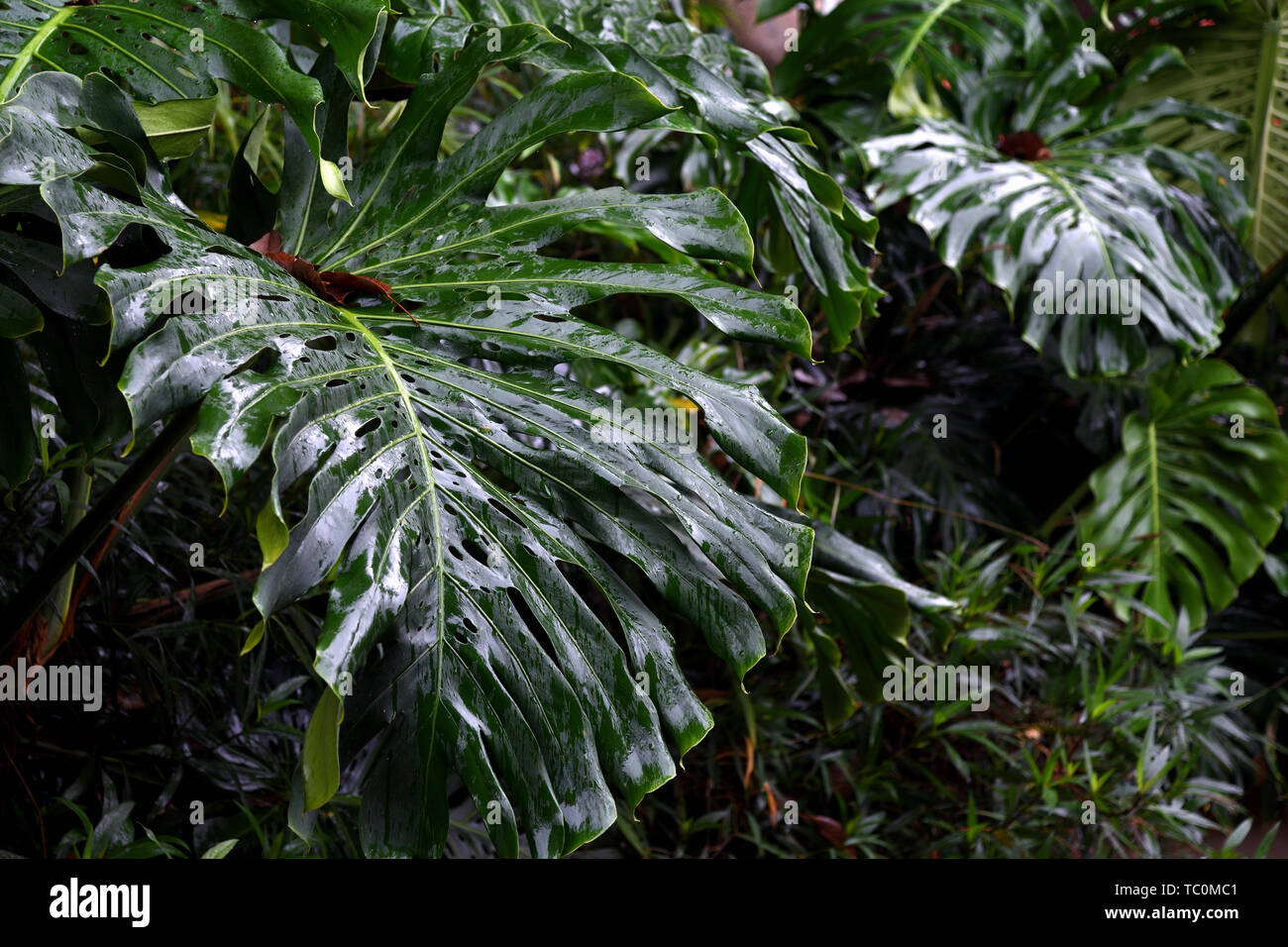 Manli hi-res stock photography and images - Alamy