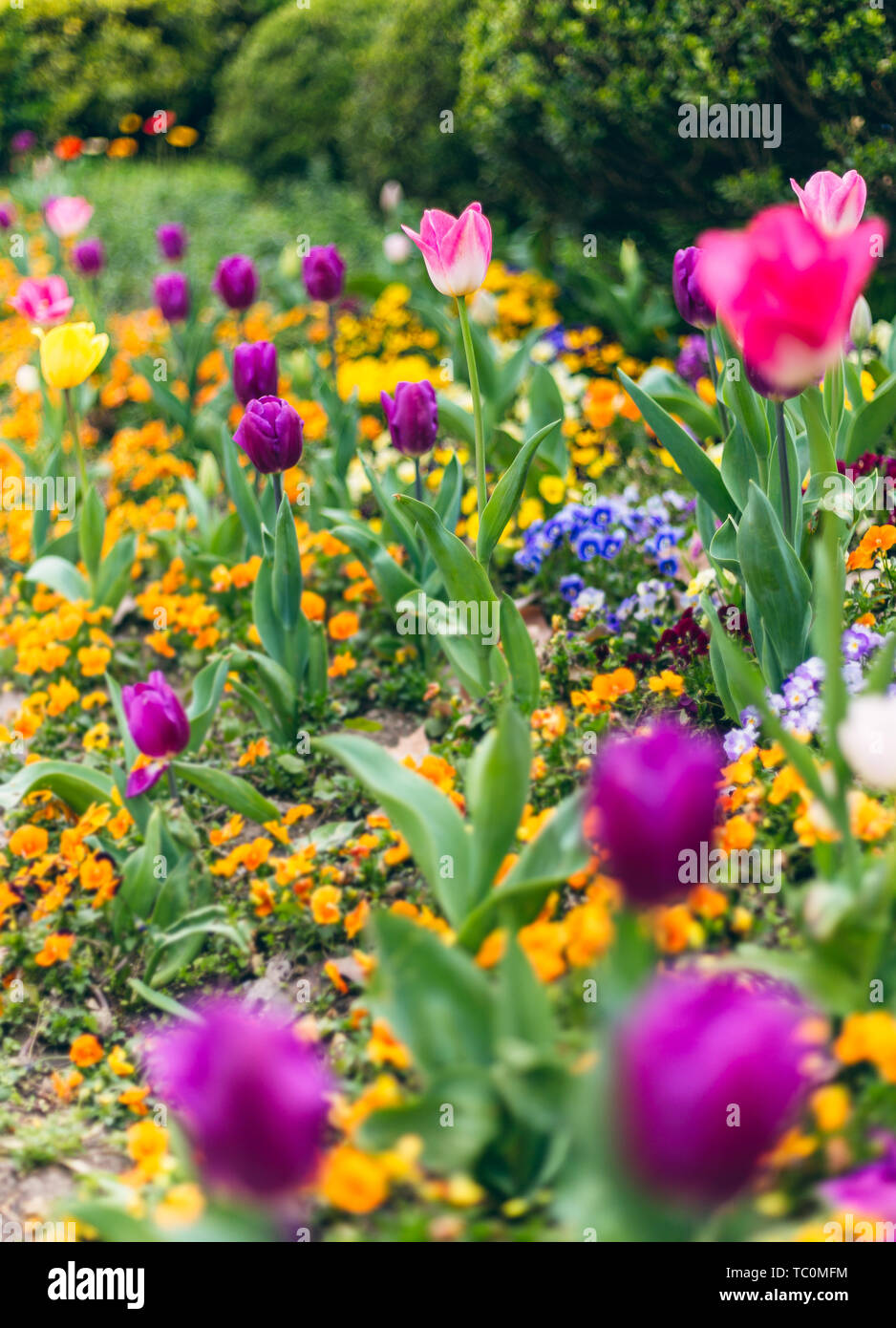 Century Park spring light Stock Photo - Alamy