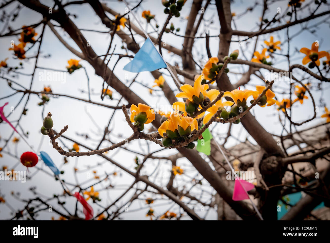 Kapok leaves fruits hi-res stock photography and images - Alamy