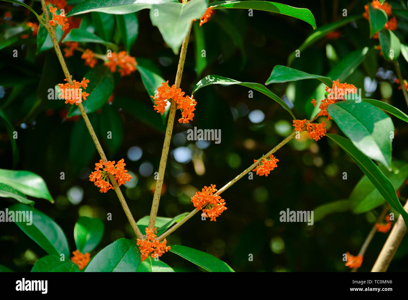 Dangui hi-res stock photography and images - Alamy