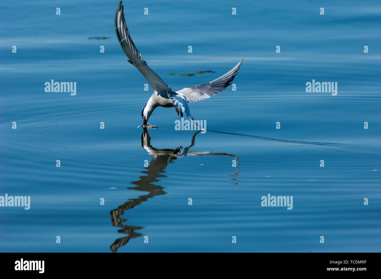 Xingkai lake reserve hi-res stock photography and images - Alamy