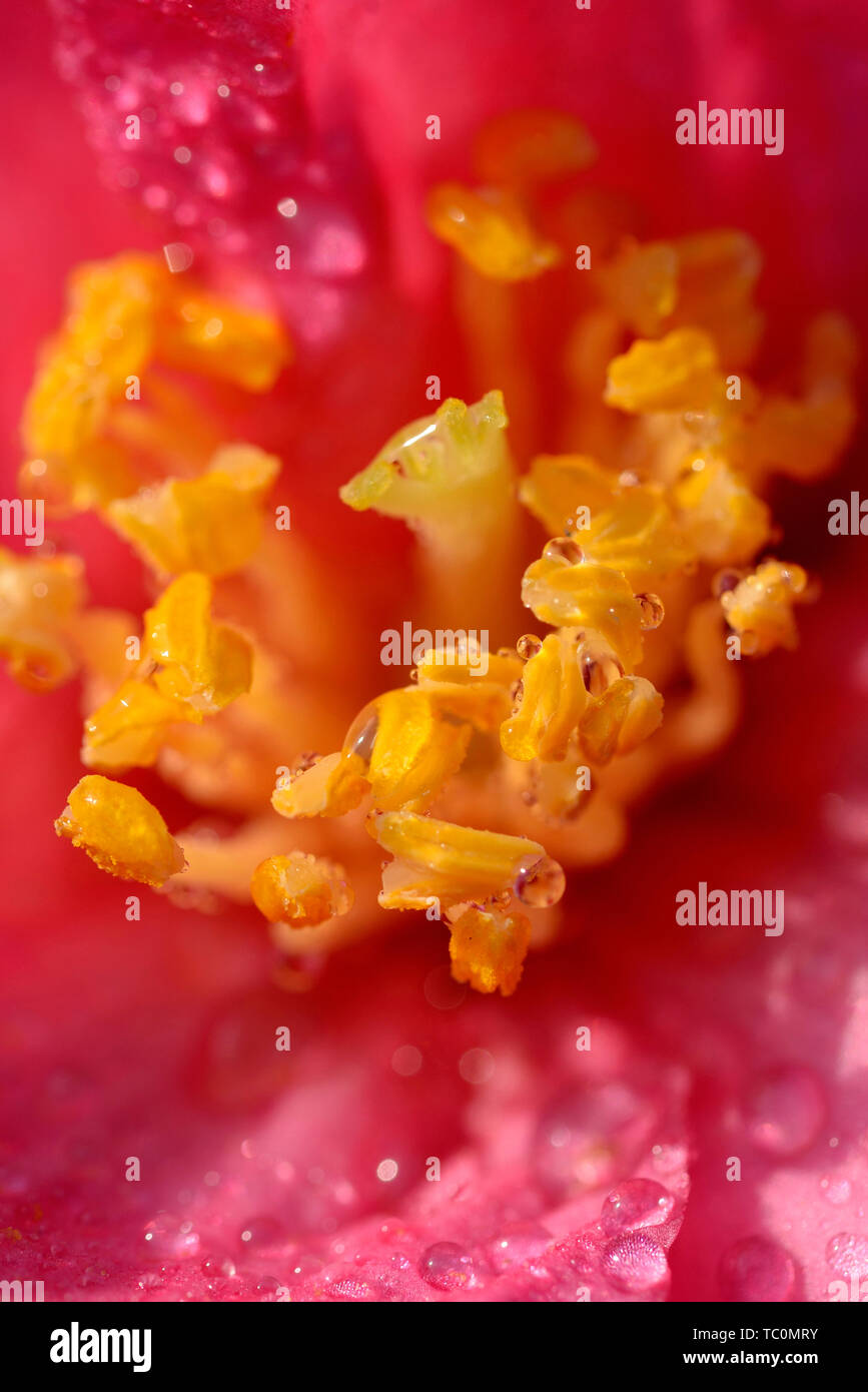 Tea with flowers pearls hi-res stock photography and images - Alamy