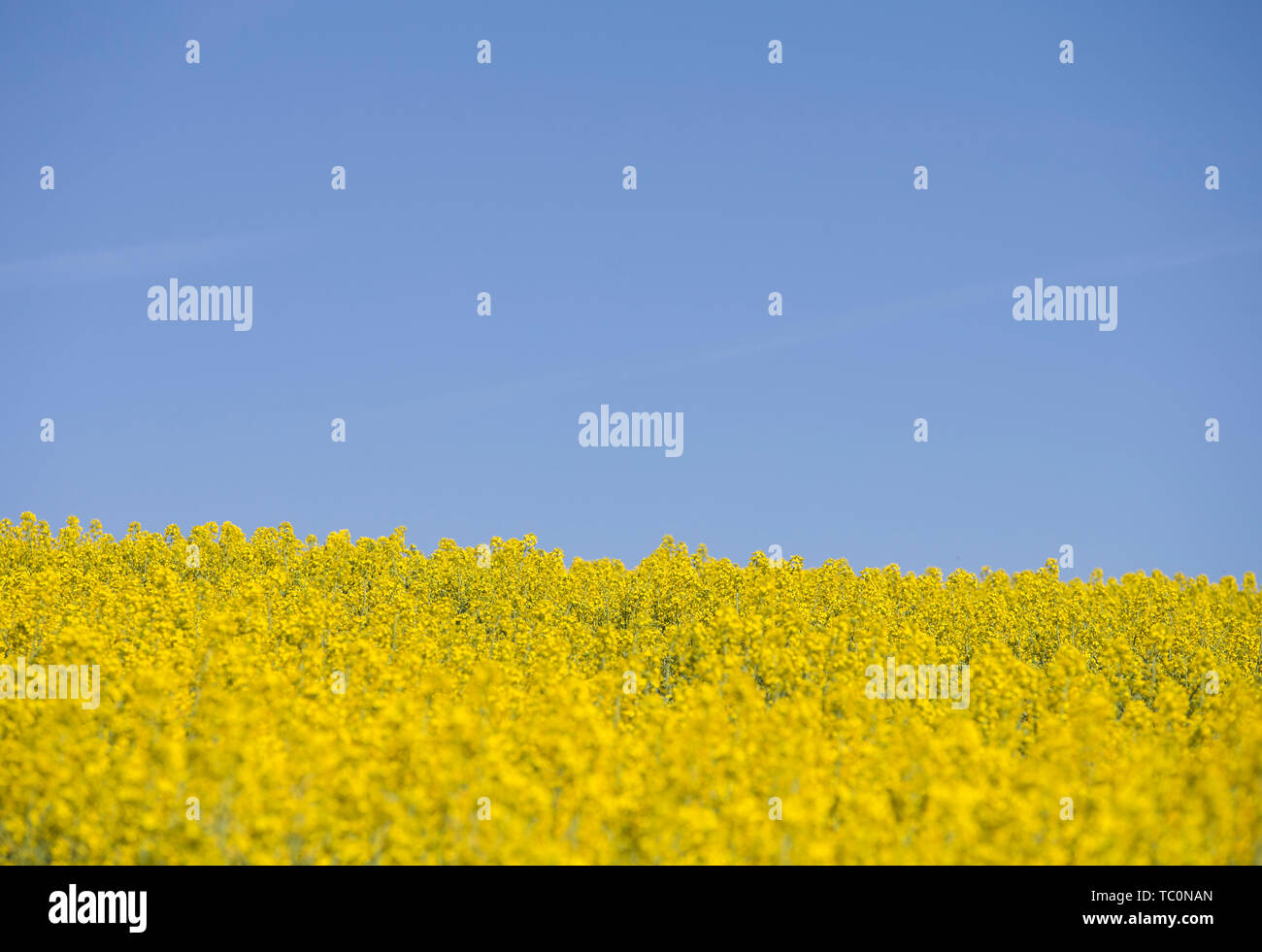 VADSTENA 20170521 Gult rapsfält på Östgötaslätten. Yellow rapeseed ...