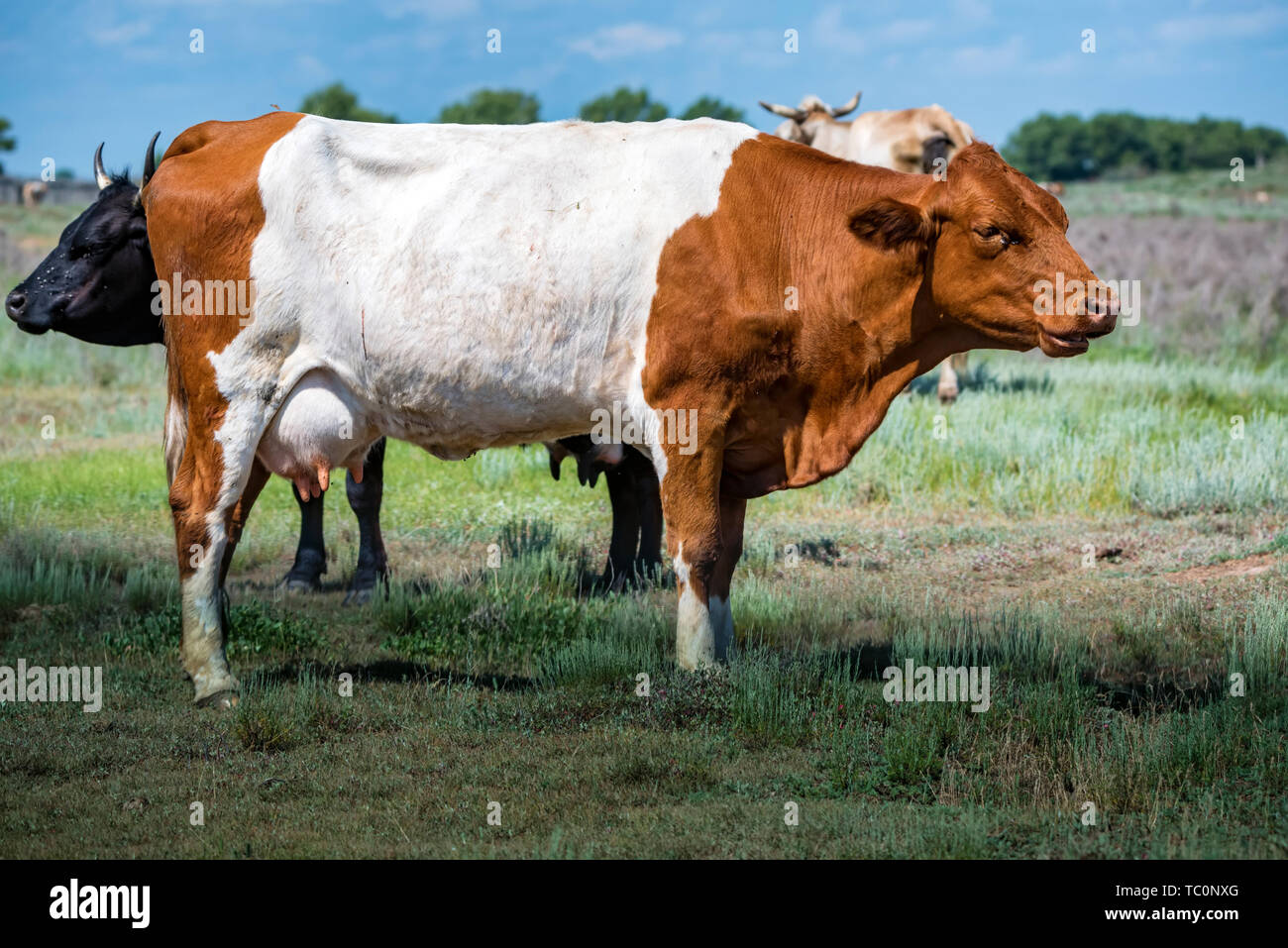 Hornless High Resolution Stock Photography and Images - Alamy