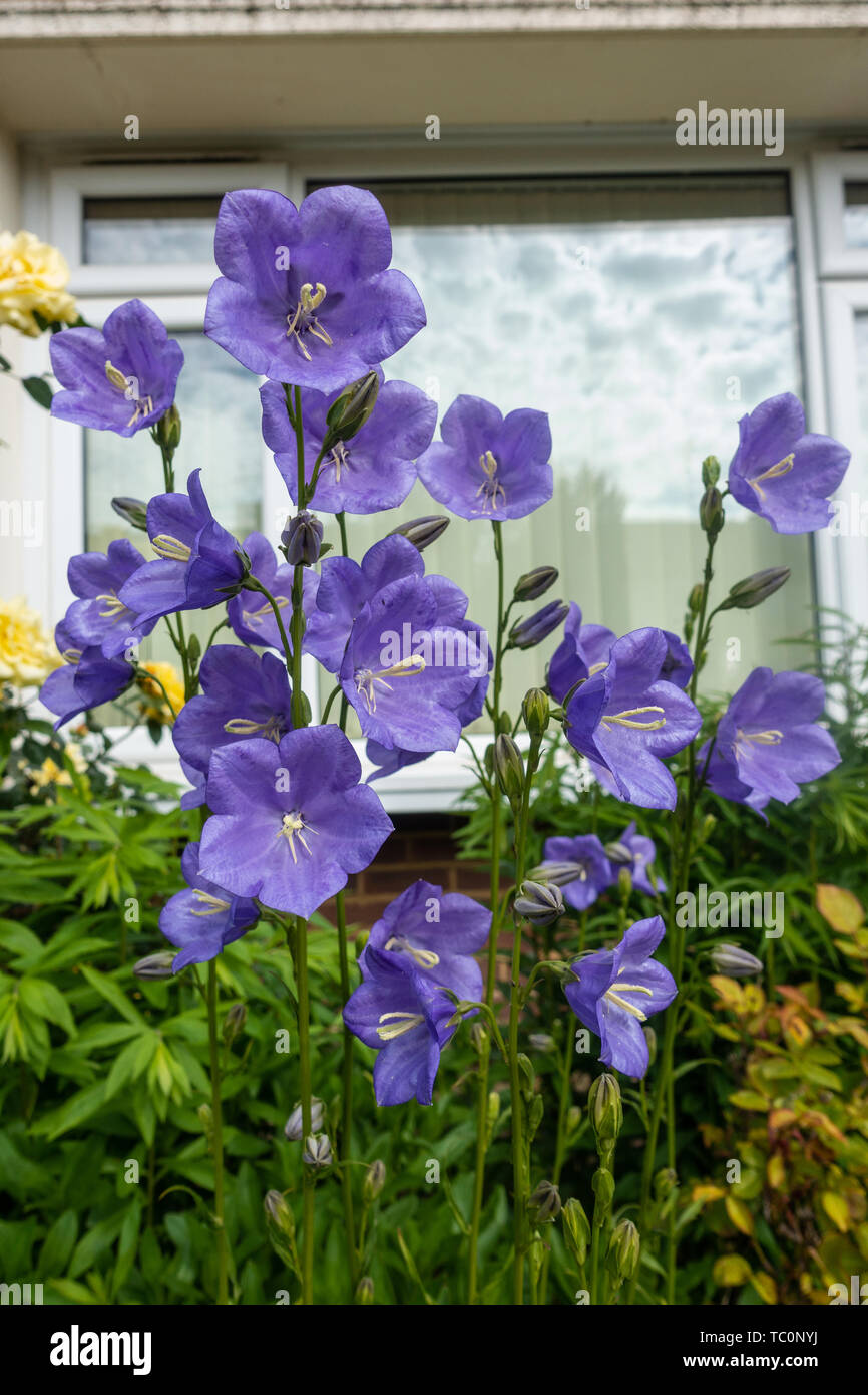 Canterbury bells campanula medium hi-res stock photography and images ...