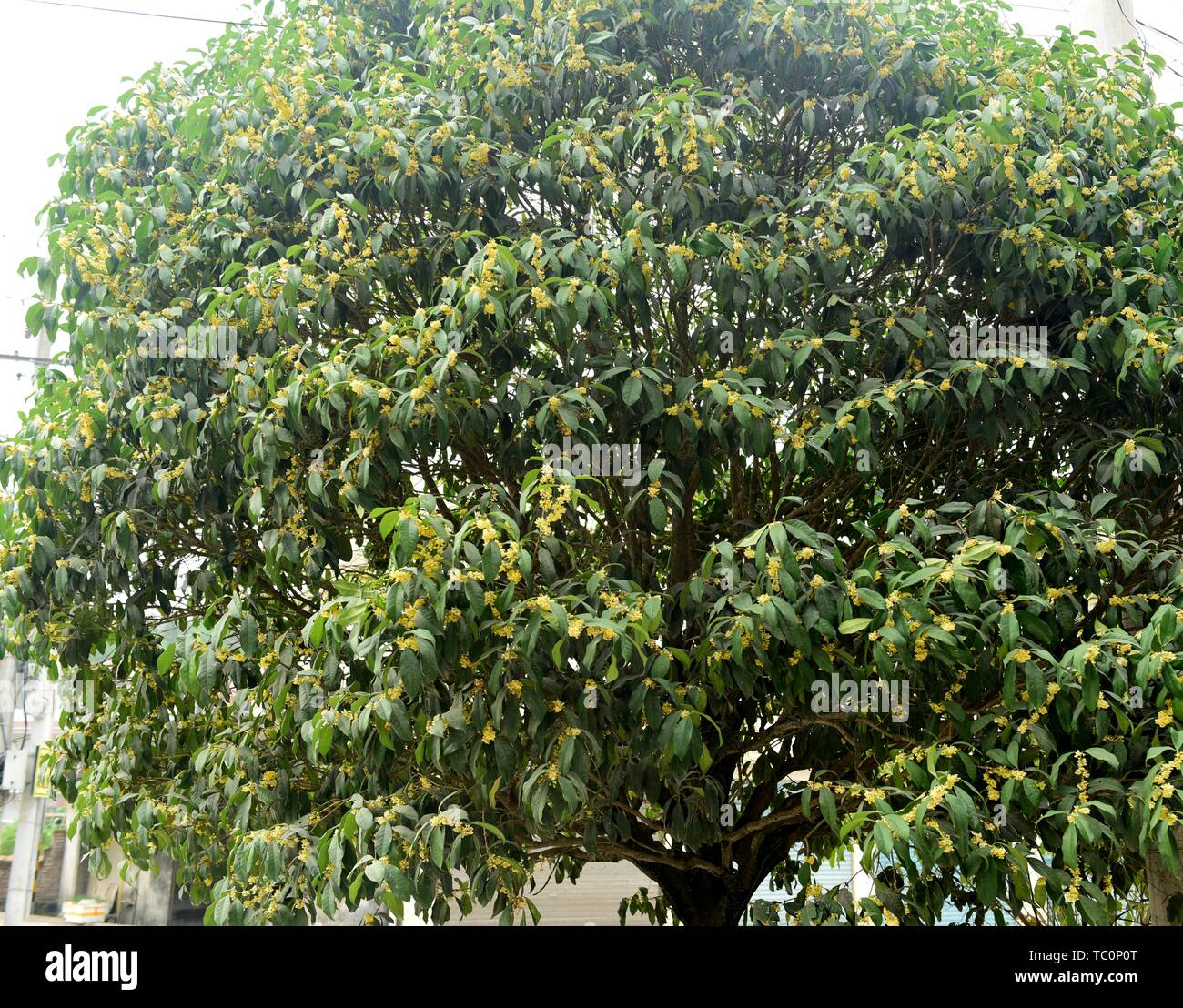 Silver osmanthus hi-res stock photography and images - Alamy