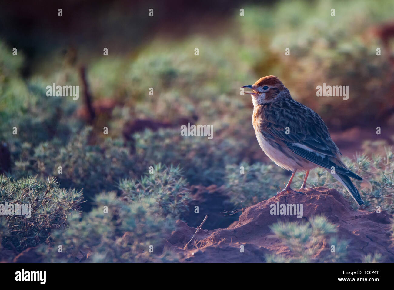White-winged Lark or Alauda leucoptera sits on ground Stock Photo - Alamy