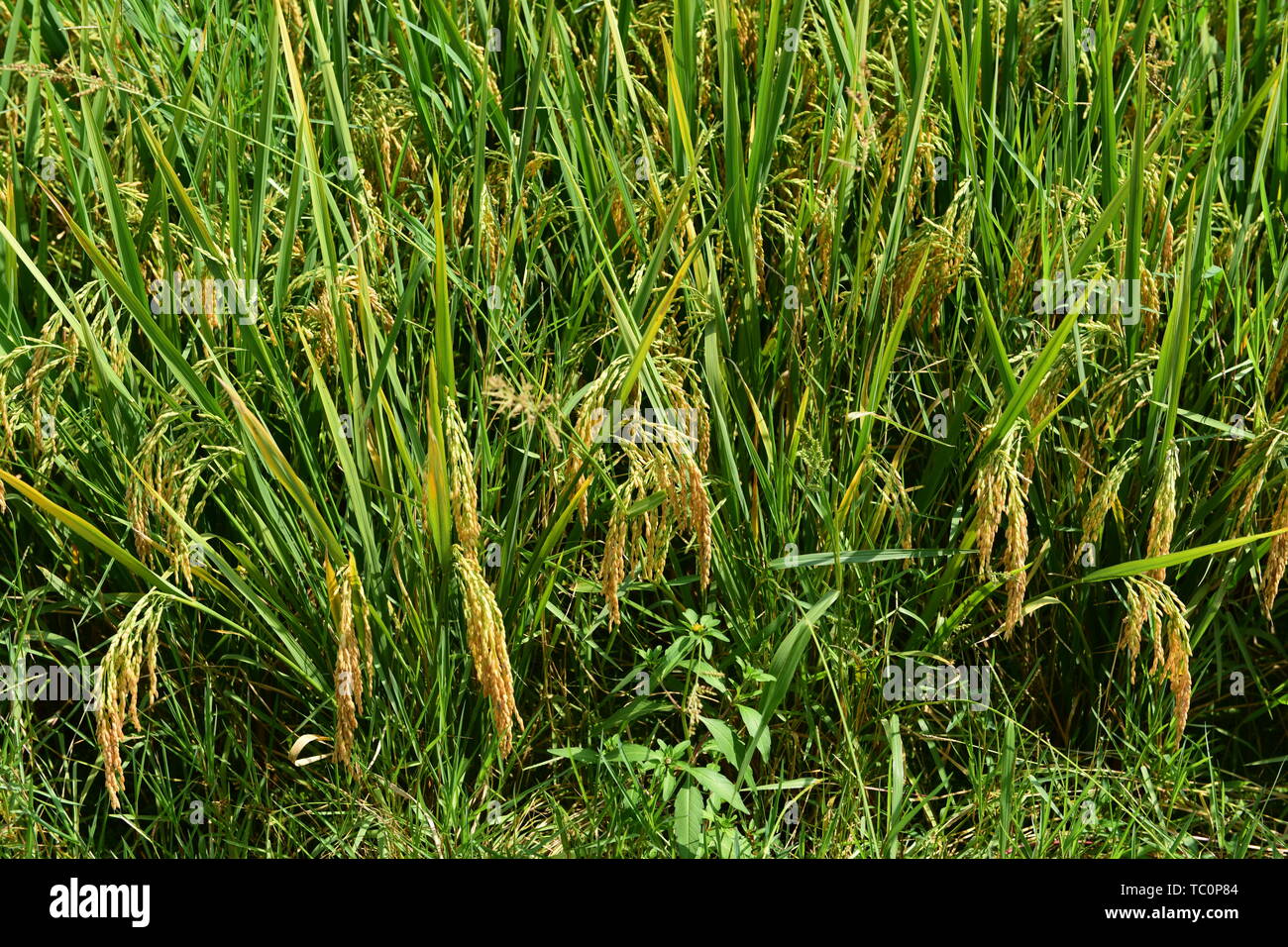 Spike of rice Stock Photo - Alamy