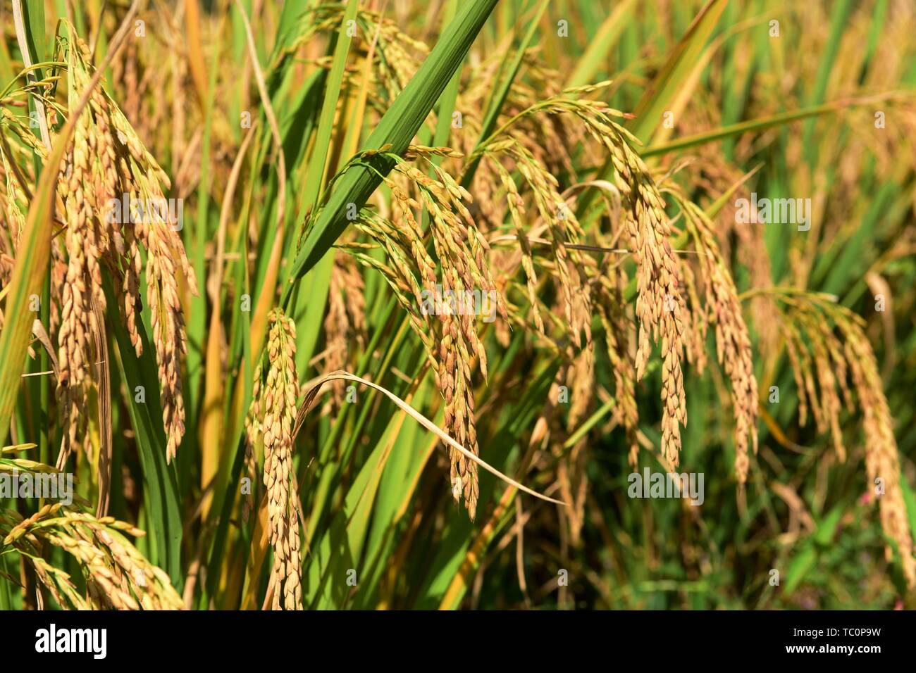 High-definition rice spike Stock Photo - Alamy