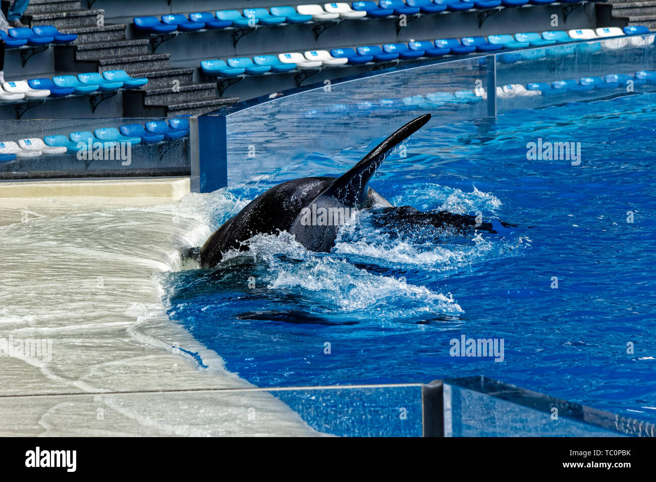 Haichang Ocean Park orca performance in Shanghai Stock Photo - Alamy
