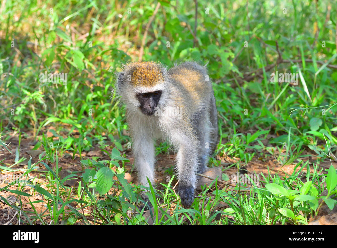 Prairie monkeys hi-res stock photography and images - Alamy