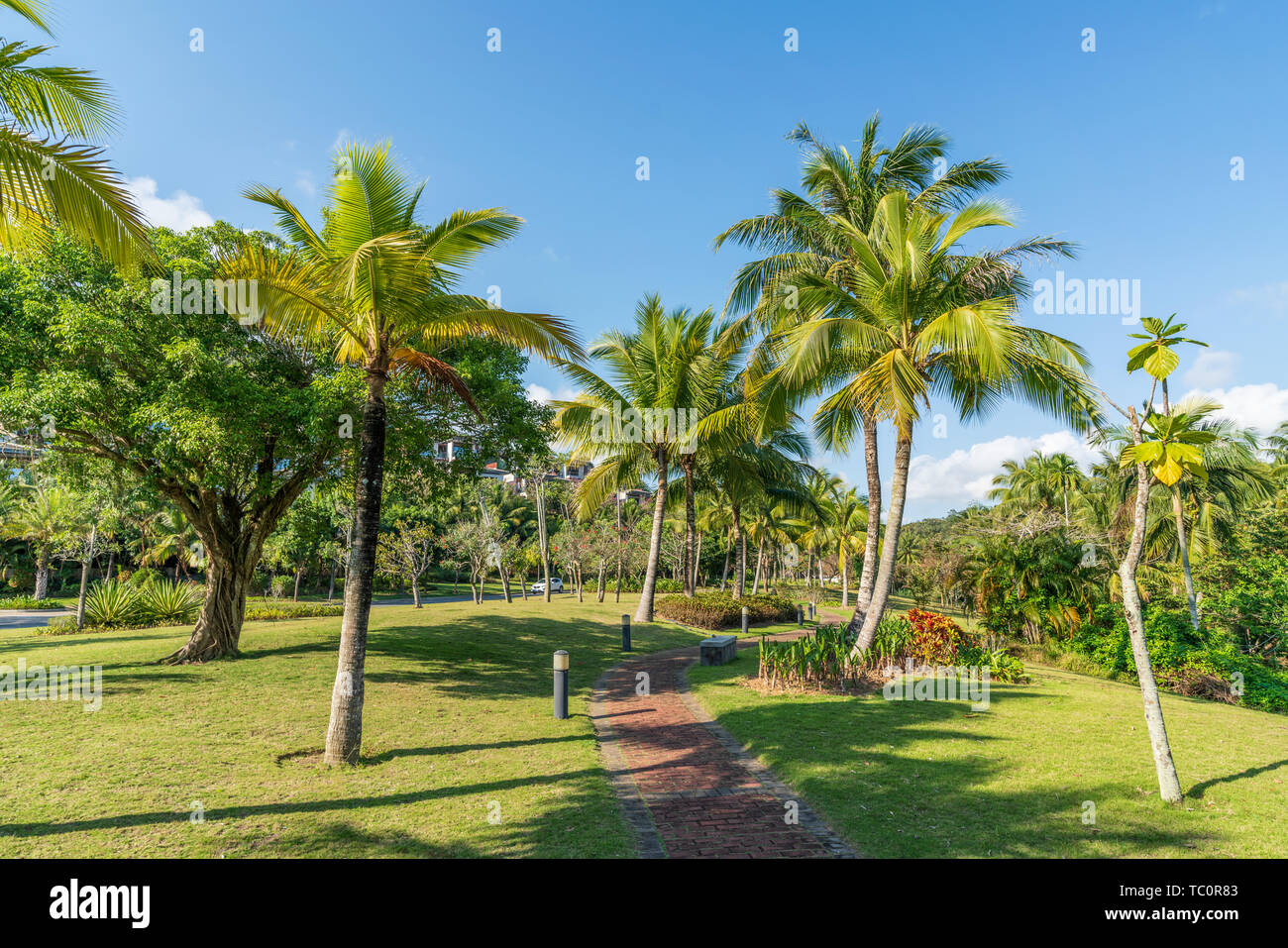 Coconut trees in the botanical garden Stock Photo - Alamy