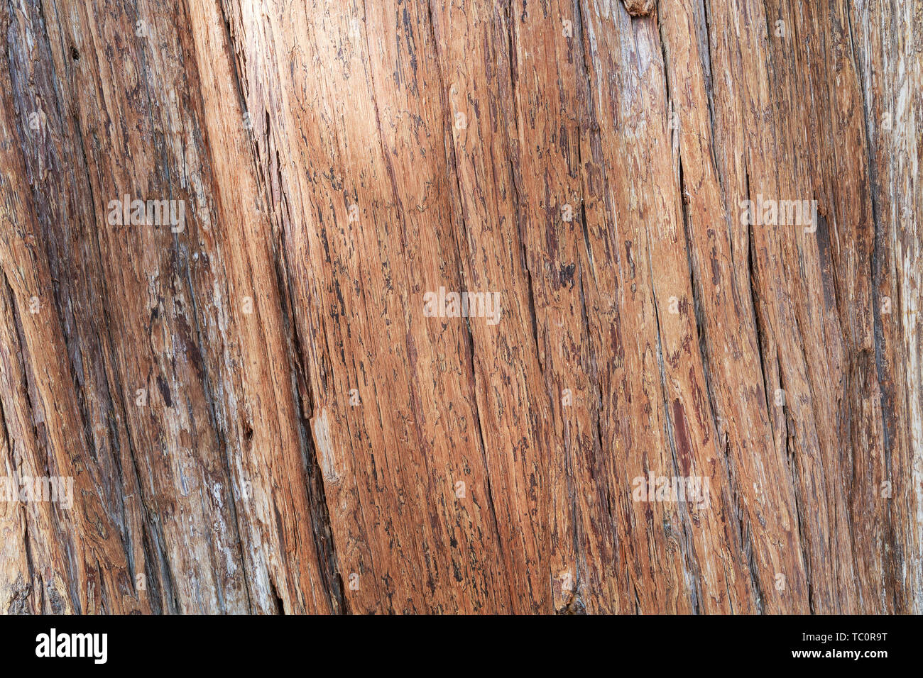 Ancient cypress bark texture Stock Photo - Alamy