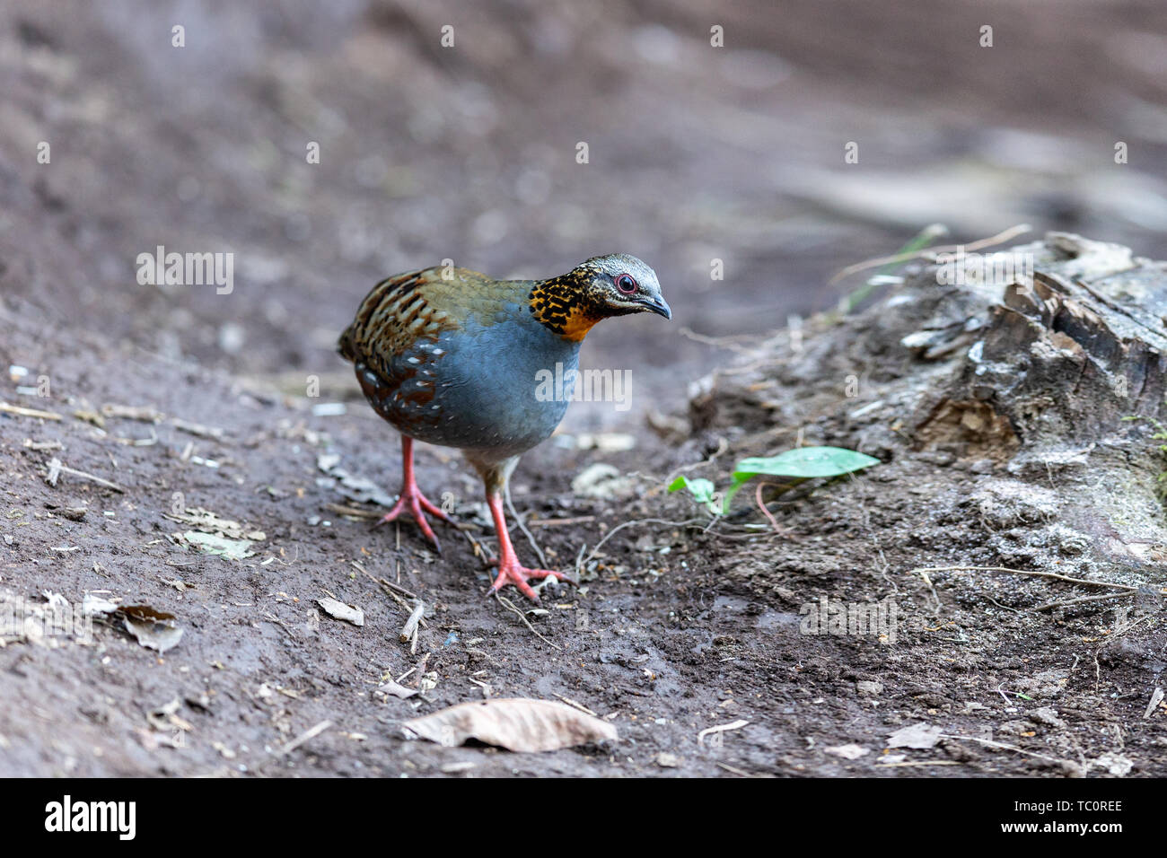Red throated mountain partridge hi-res stock photography and images - Alamy