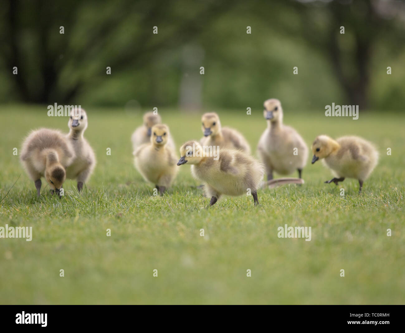 Canadian goose chicks baby Stock Photo - Alamy