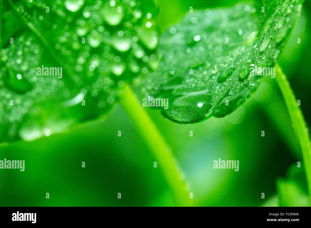 Copper grass leaves Stock Photo - Alamy