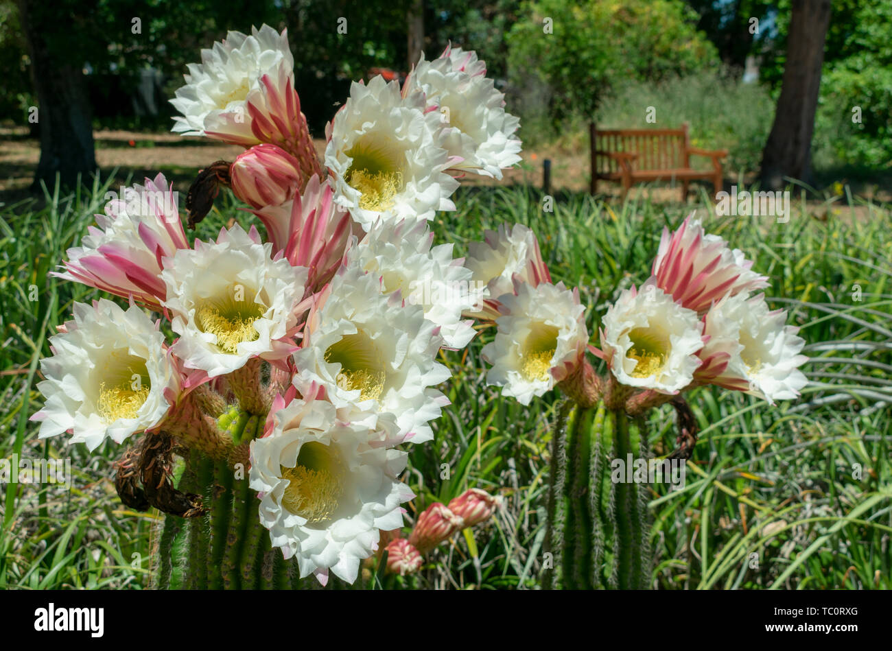 Large white cactus flower hi-res stock photography and images - Alamy