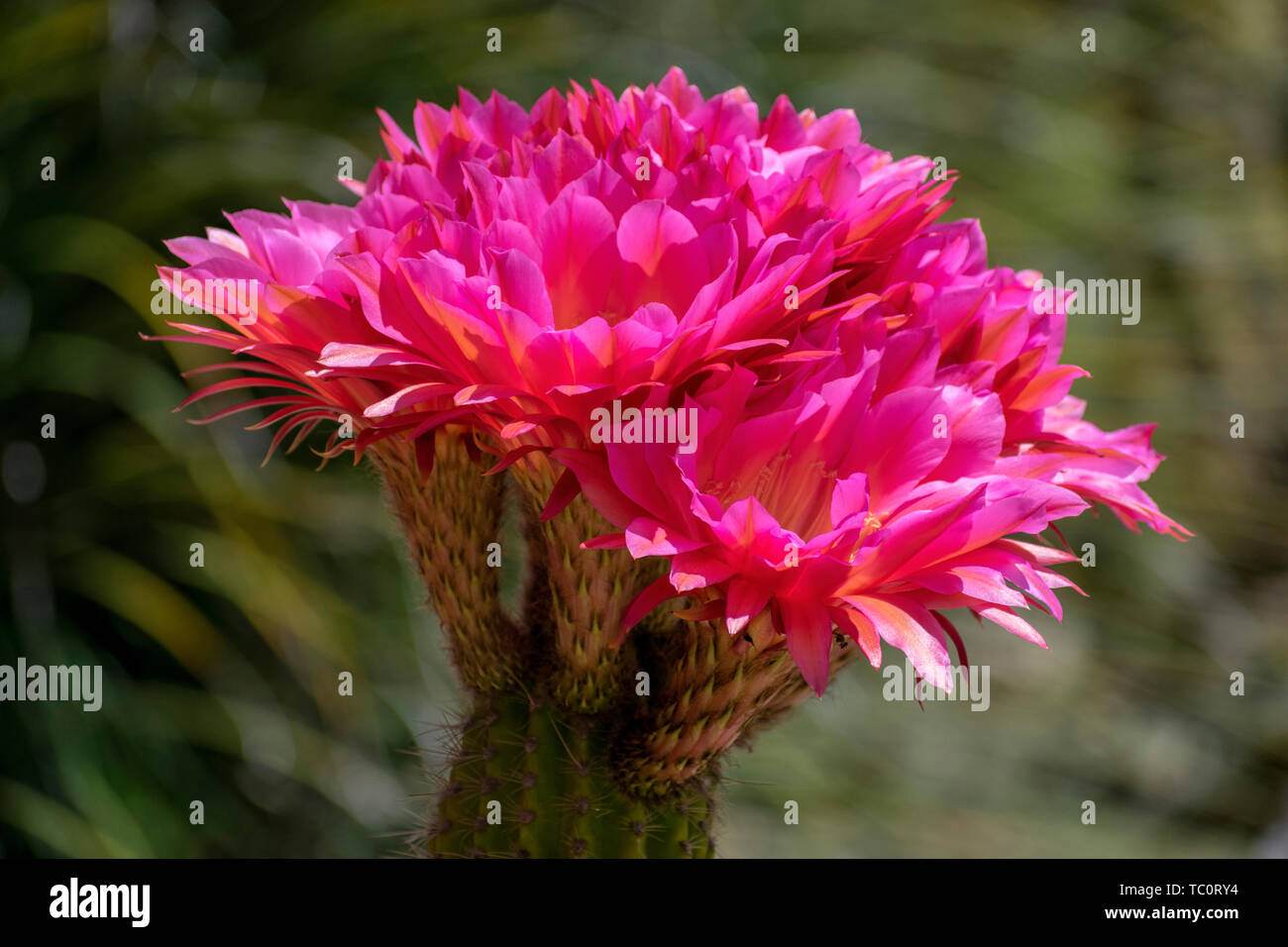 Soehrensia hi-res stock photography and images - Alamy