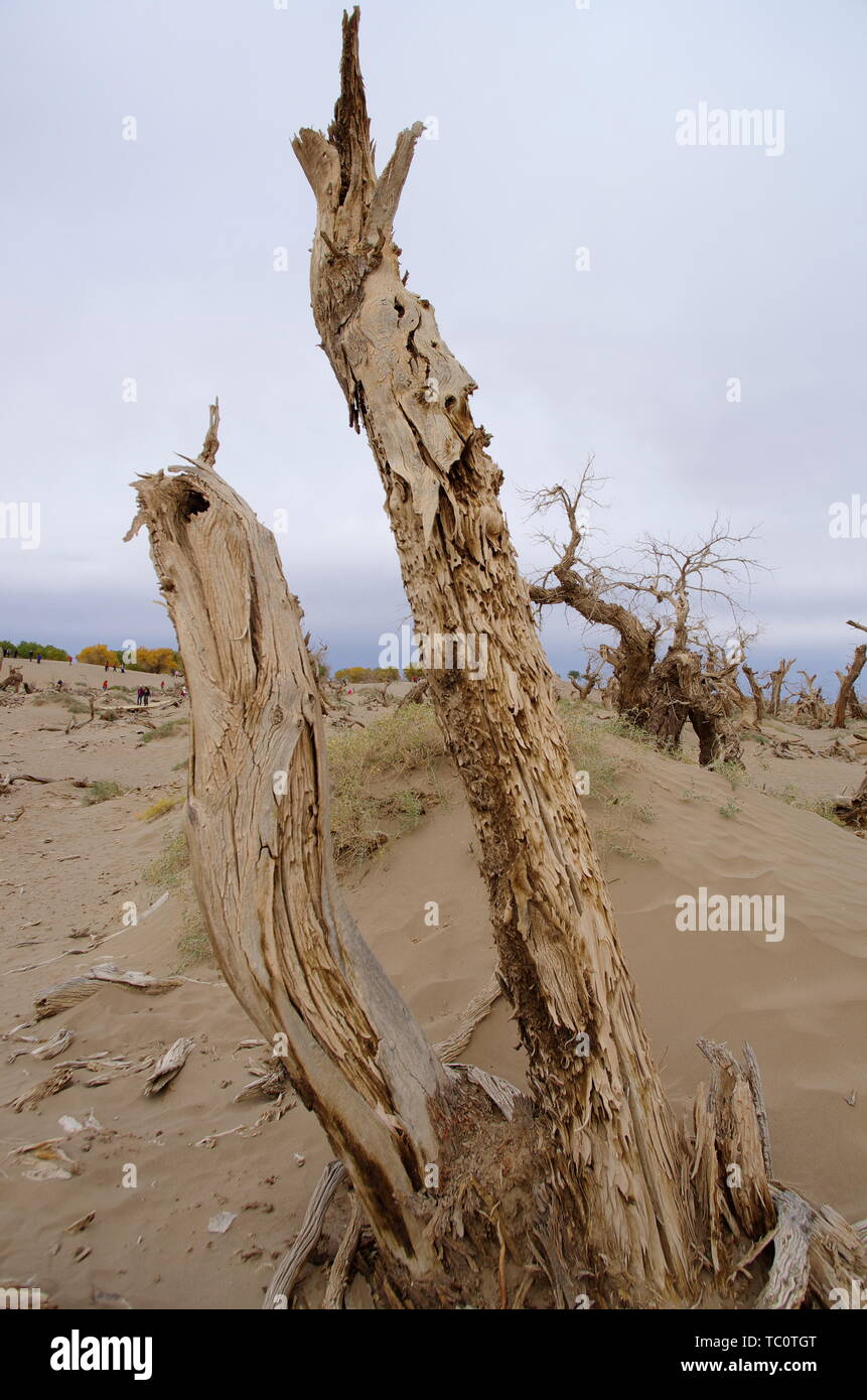 Poplar dead wood in Ejina, Inner Mongolia Stock Photo - Alamy