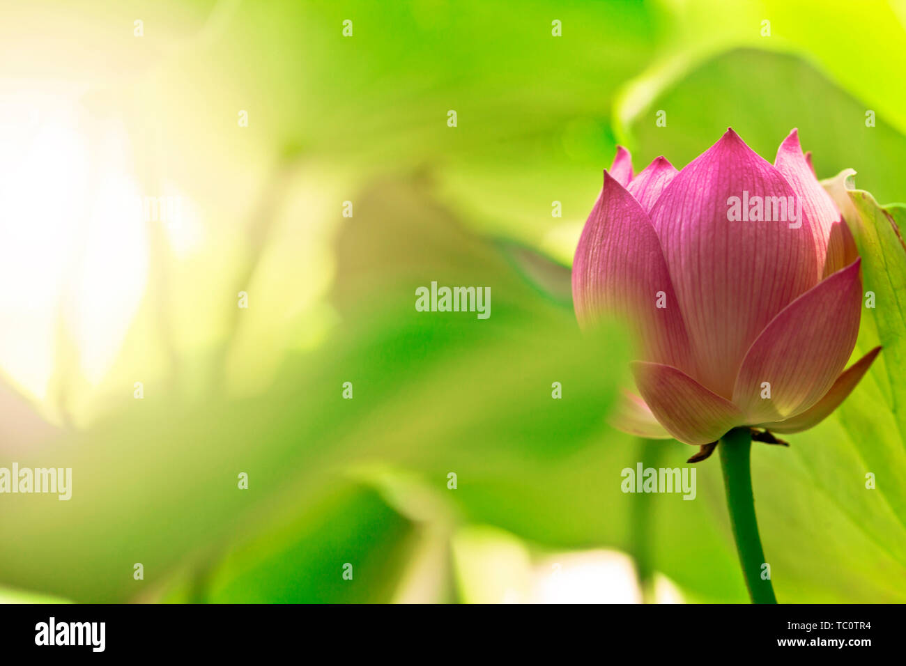 Beautiful lotus in full bloom Stock Photo - Alamy