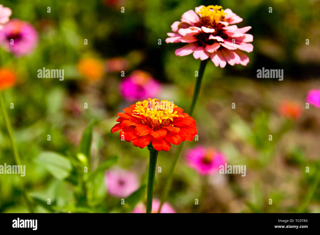 Scenery of Gucun Park in Shanghai Stock Photo - Alamy