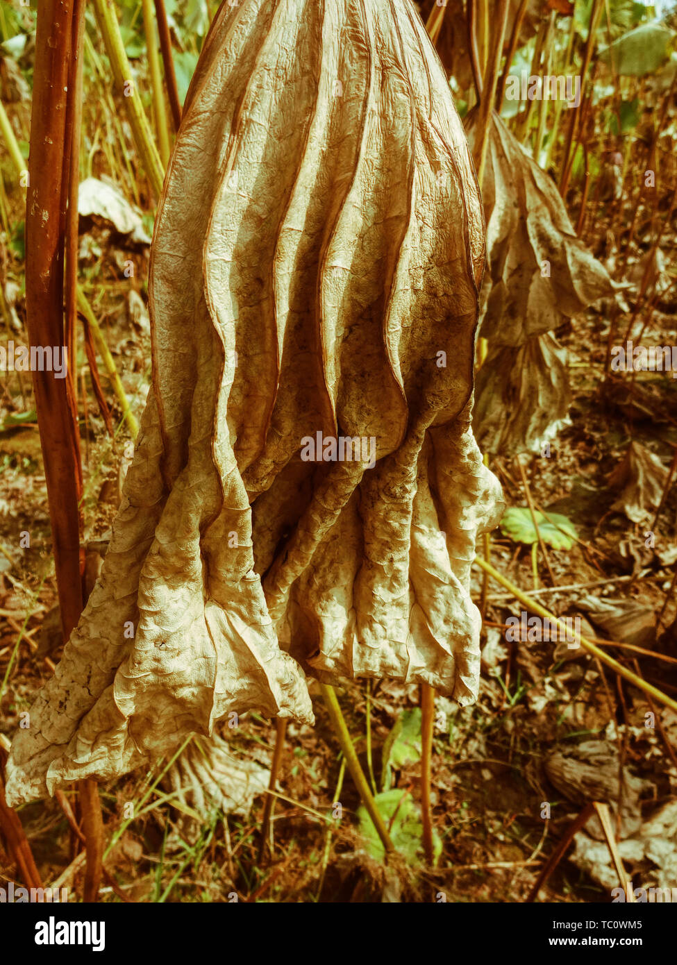 The withered lotus leaf Stock Photo - Alamy