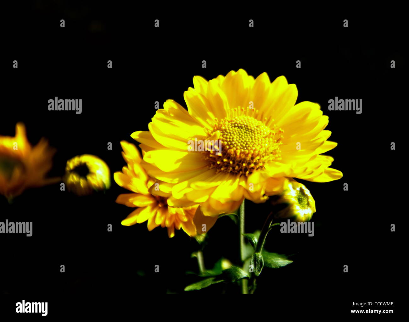 Huang ju hi-res stock photography and images - Alamy